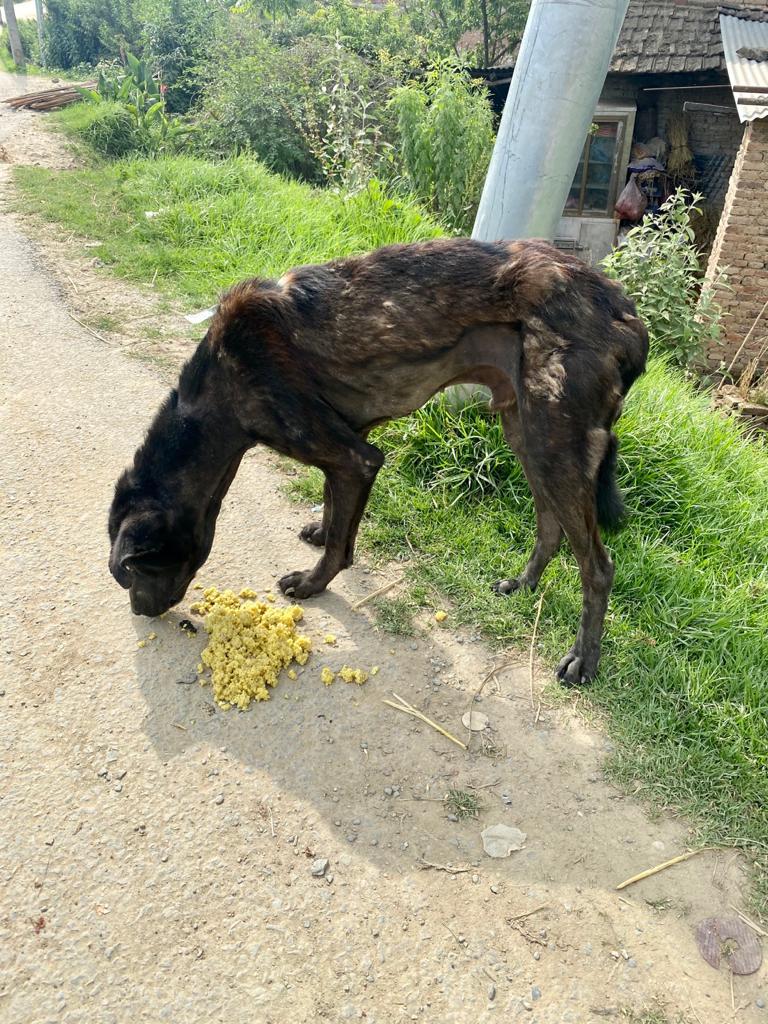 The efforts to keep stray animals hunger-free in Kathmandu Valley ...