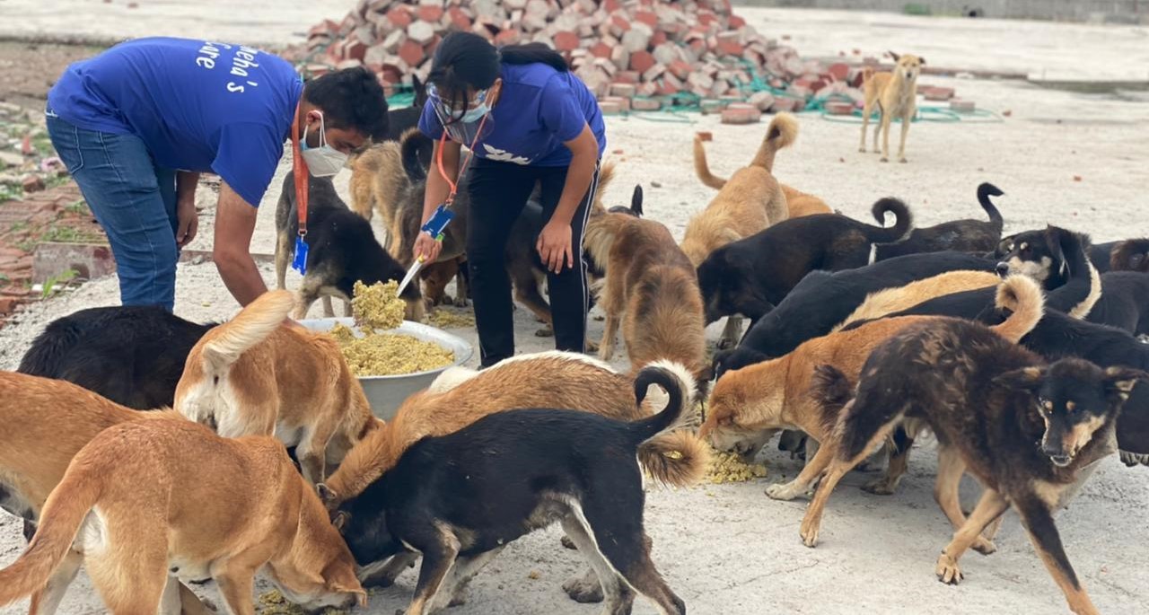 The efforts to keep stray animals hunger-free in Kathmandu Valley ...