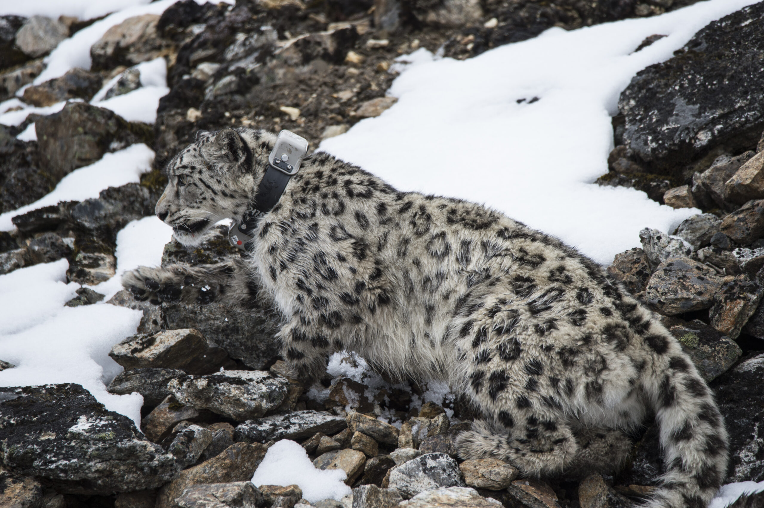 Snow leopards fitted with satellite GPS collars - Nepal Live Today ...