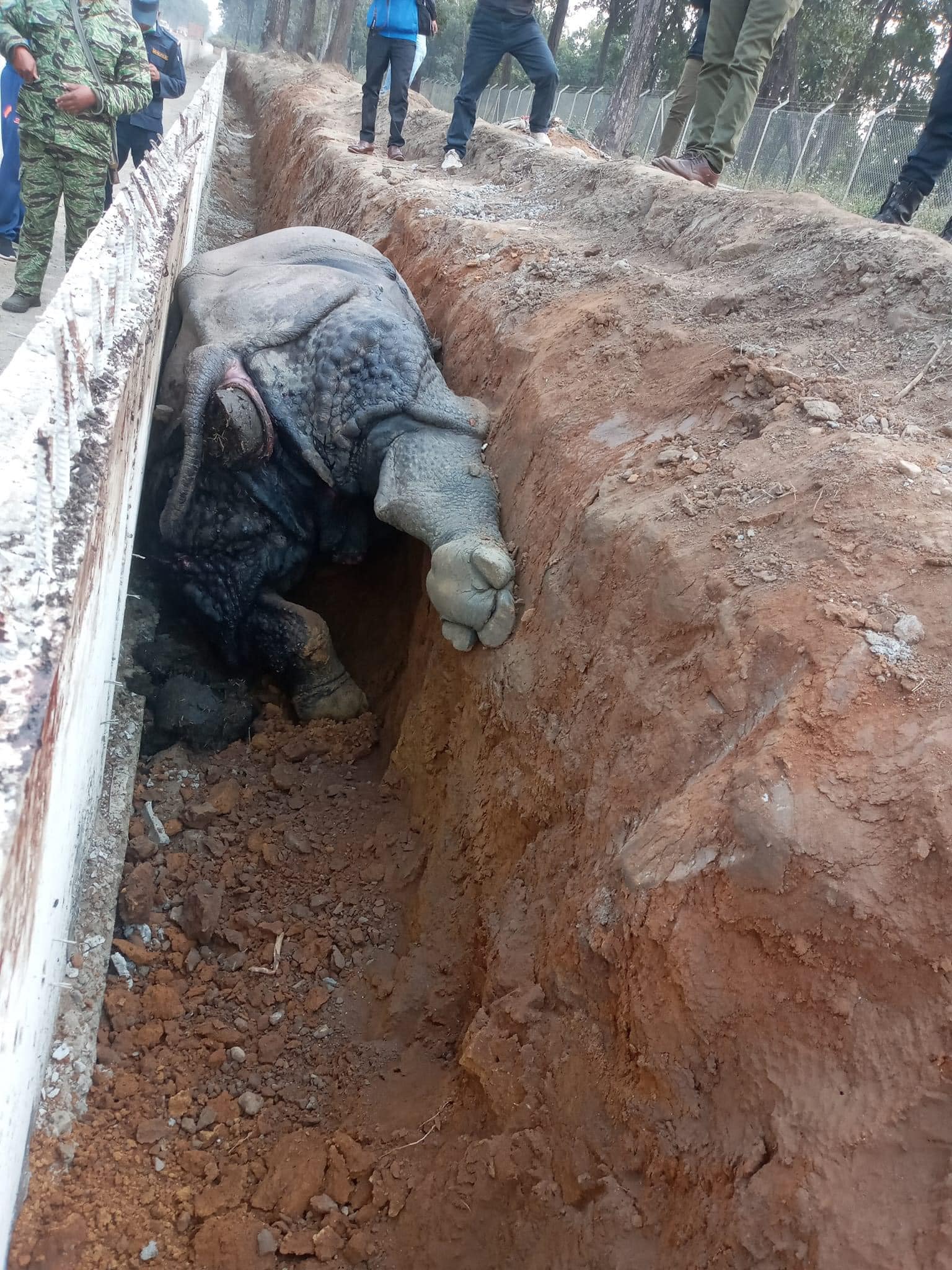 Rhino dies after falling into pit at East-West Highway « Nepal Live Today