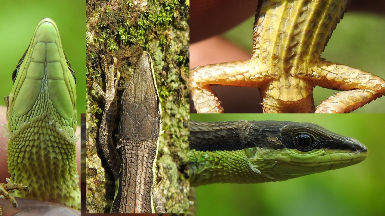 New species of lizard spotted in Nepal - Nepal Live Today Nepal Live Today